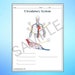 Circulatory System Labeling Worksheet - Science Editable DIGITAL ...