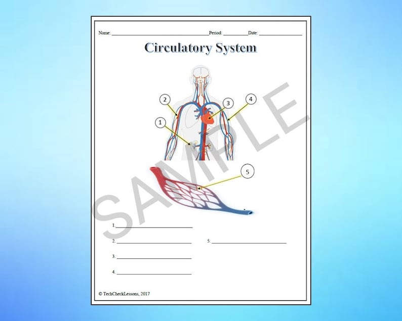 Circulatory System Labeling Worksheet - Science Editable DIGITAL ...