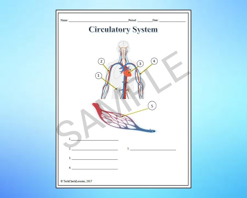 Circulatory System Labeling Worksheet - Science Editable DIGITAL ...
