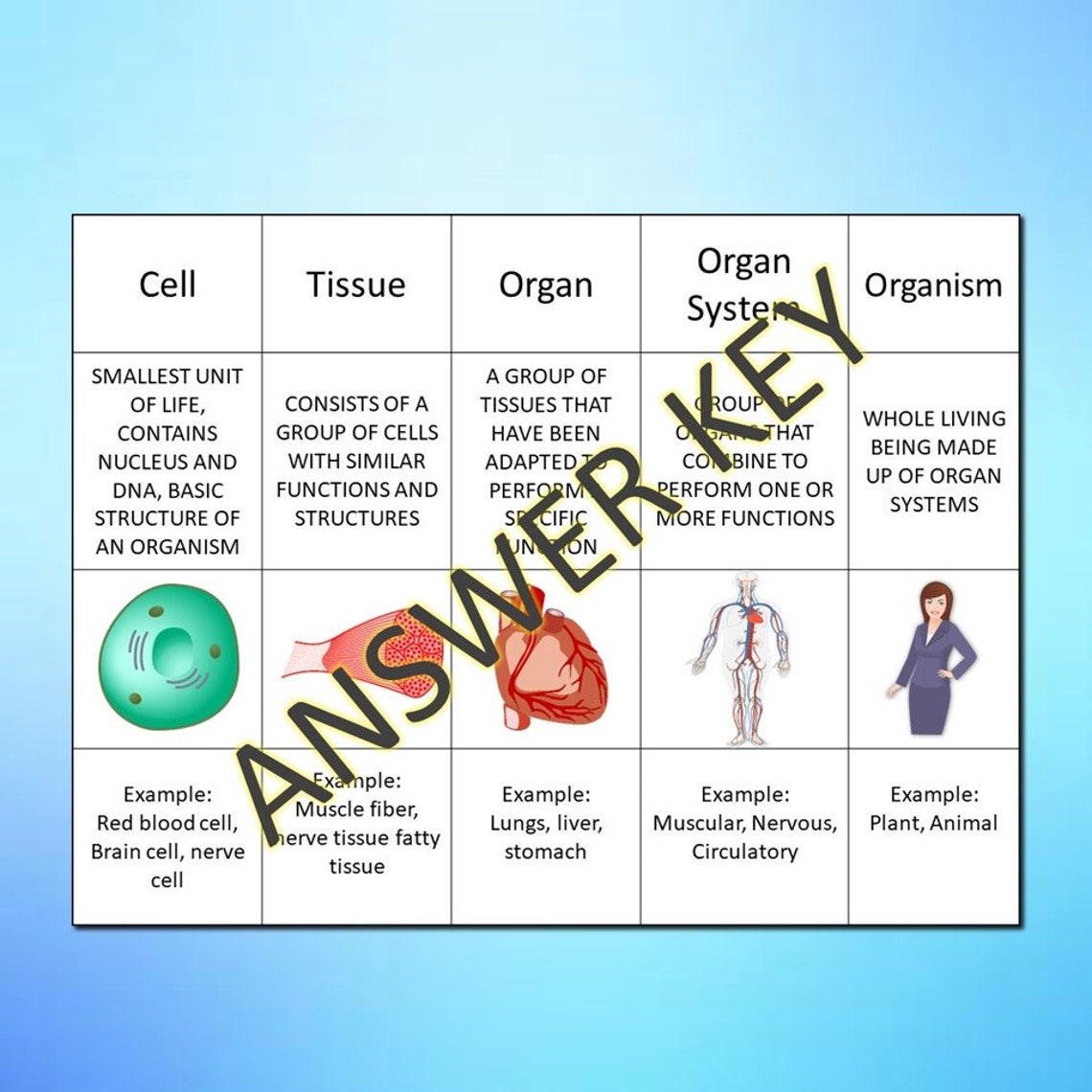 Levels of Biological Organization Cut, Sort and Paste - Science ...
