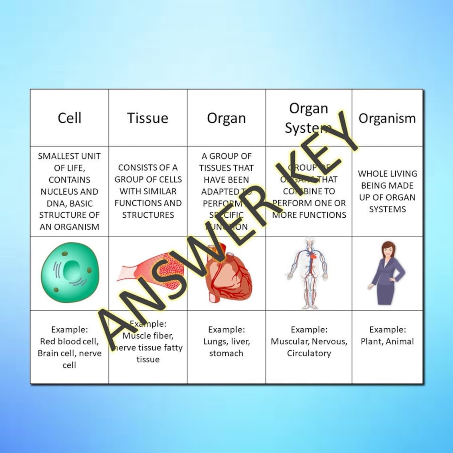 Levels of Biological Organization Cut, Sort and Paste - Science ...