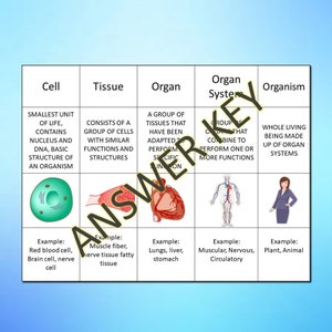 Levels of Biological Organization Cut, Sort and Paste - Science ...