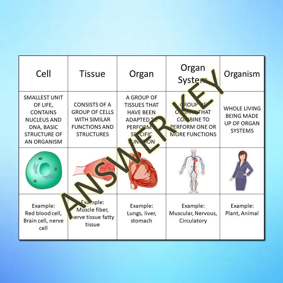 Levels of Biological Organization Cut, Sort and Paste - Science ...