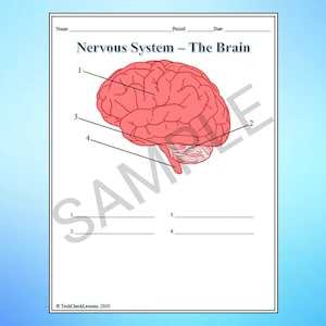Nervous System Labeling Worksheet - Science Editable DIGITAL DOWNLOAD ...