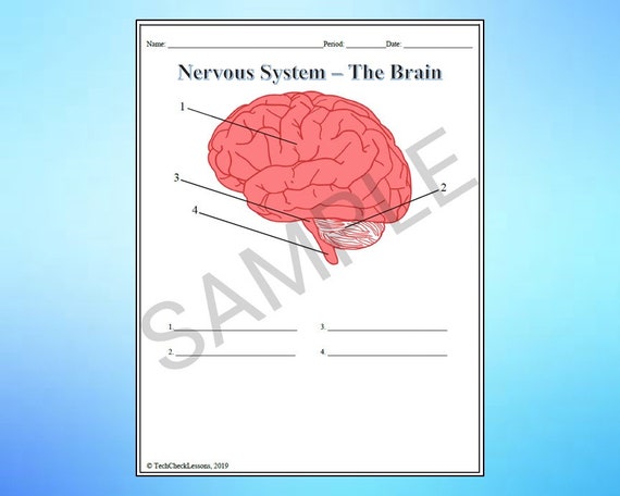 Nervous System For Kids Worksheets