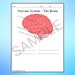 Nervous System Labeling Worksheet - Science Editable DIGITAL DOWNLOAD ...