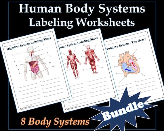 Human Organ Systems Worksheets
