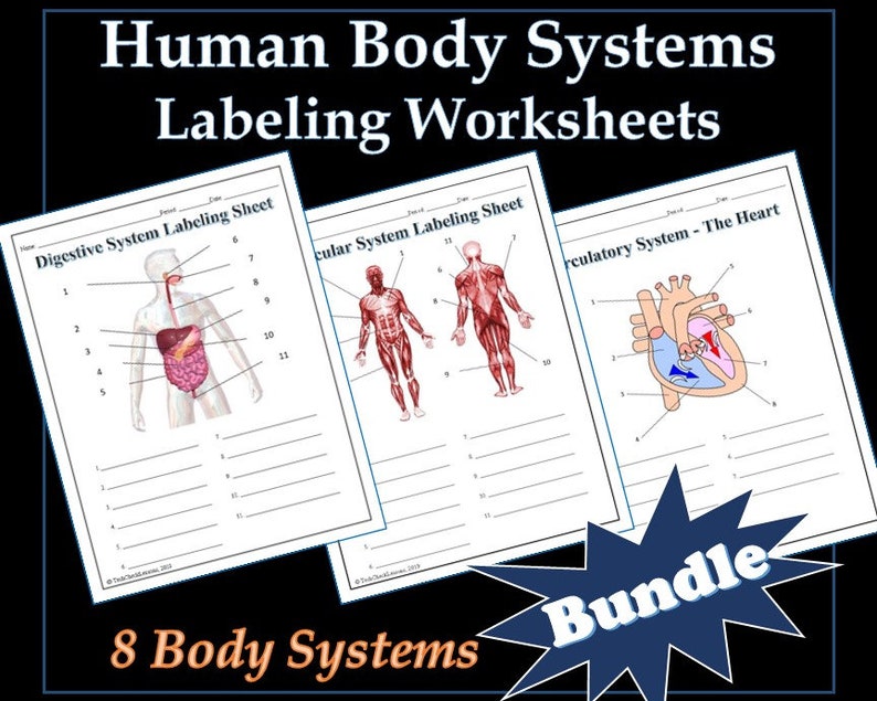 Human Body Systems Labeling Worksheets/activity/printable Bundle ...