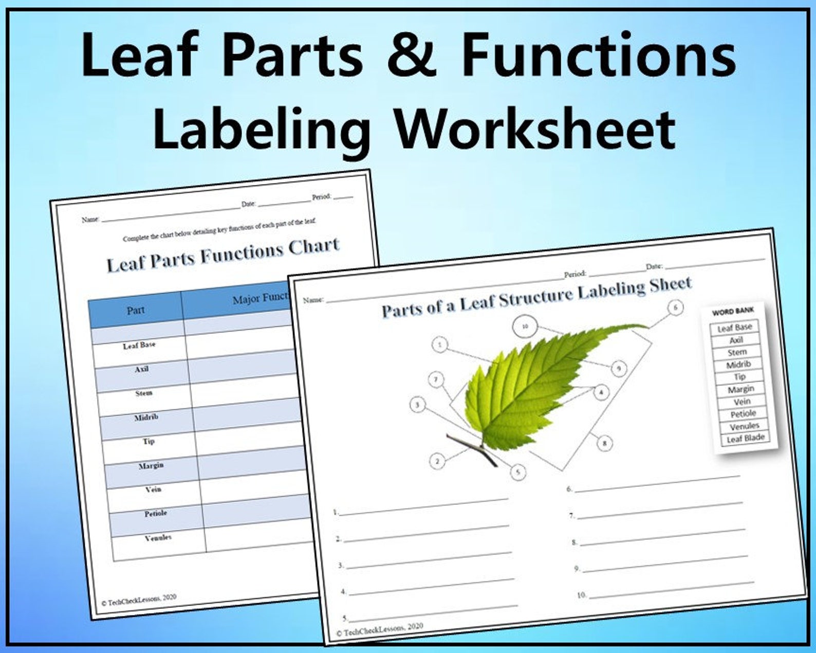 Parts of a Leaf Structure & Functions Labeling Worksheet - Science ...