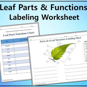 Parts of a Leaf Structure & Functions Labeling Worksheet - Science ...
