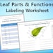 Parts of a Leaf Structure & Functions Labeling Worksheet Science ...