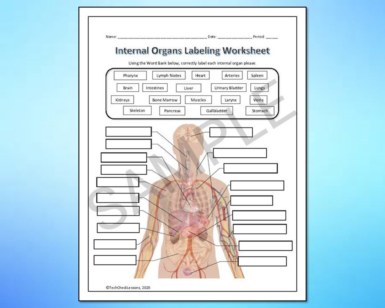Internal Organs Labeling & Functions Science Worksheet/printable ...