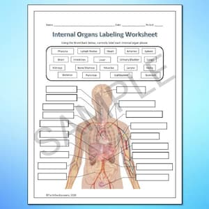 Internal Organs Labeling & Functions Science Worksheet/printable ...