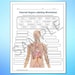 Internal Organs Labeling & Functions Science Worksheet/printable ...