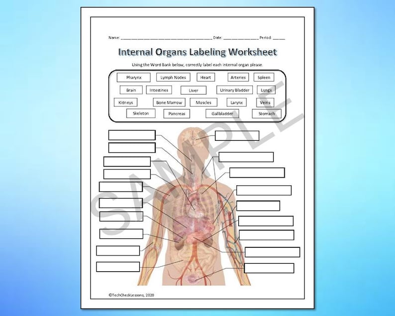Internal Organs Labeling & Functions Science Worksheet/printable ...