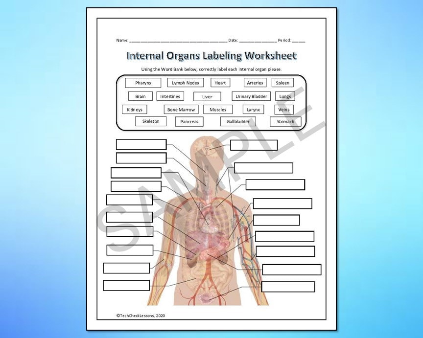 Internal Organs Labeling & Functions Science Worksheet/printable ...