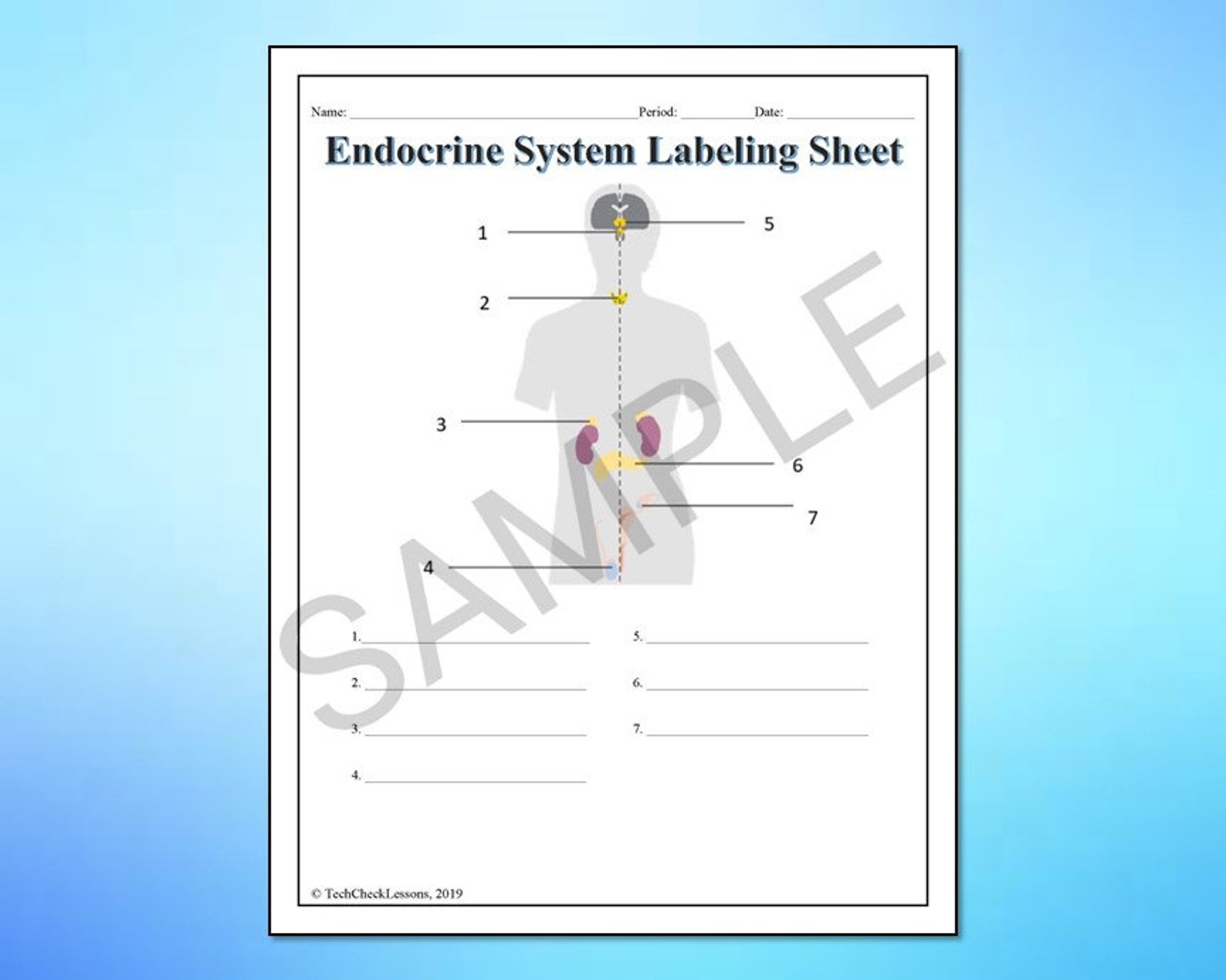 Human Body Systems Labeling Worksheets/activity/printable Bundle ...