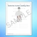 Human Body Systems Labeling Worksheets/activity/printable Bundle ...