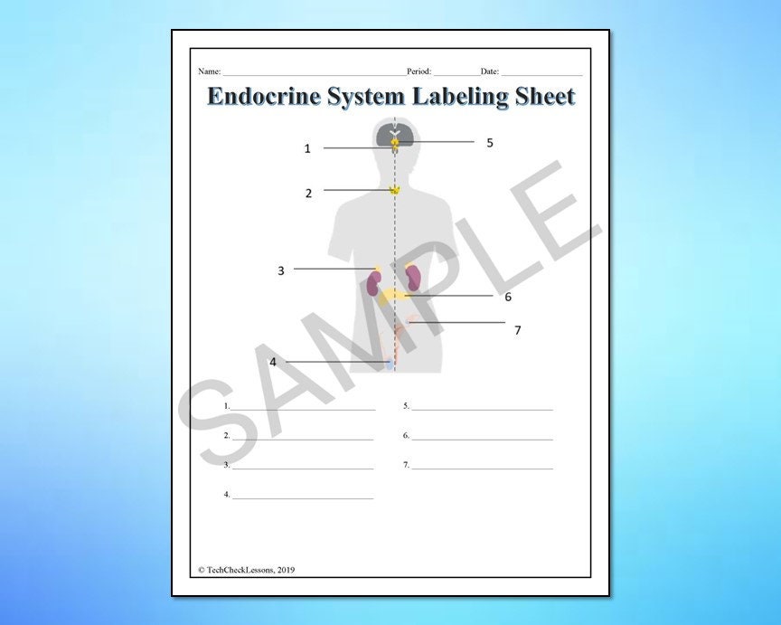 Human Body Systems Labeling Worksheets/activity/printable Bundle ...