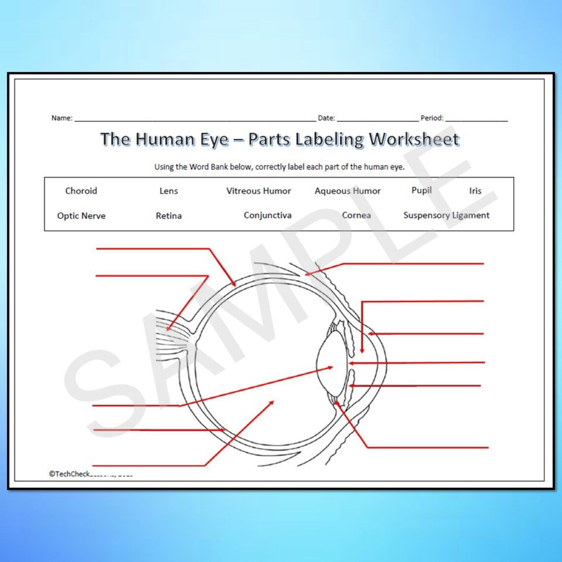 Human Eye & Ear Diagram Labeling Worksheet - Science Editable DIGITAL ...