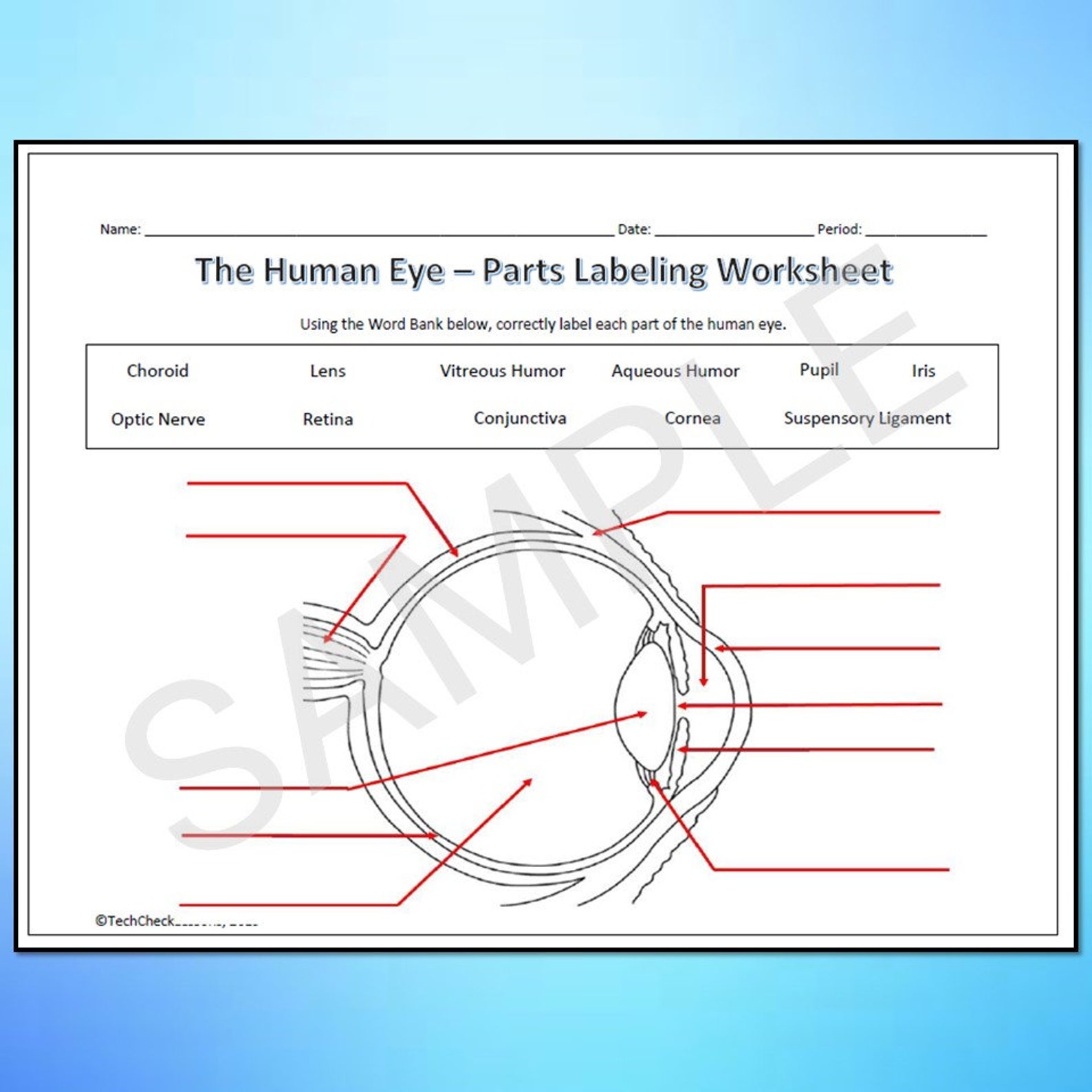 Human Eye & Ear Diagram Labeling Worksheet - Science Editable DIGITAL ...