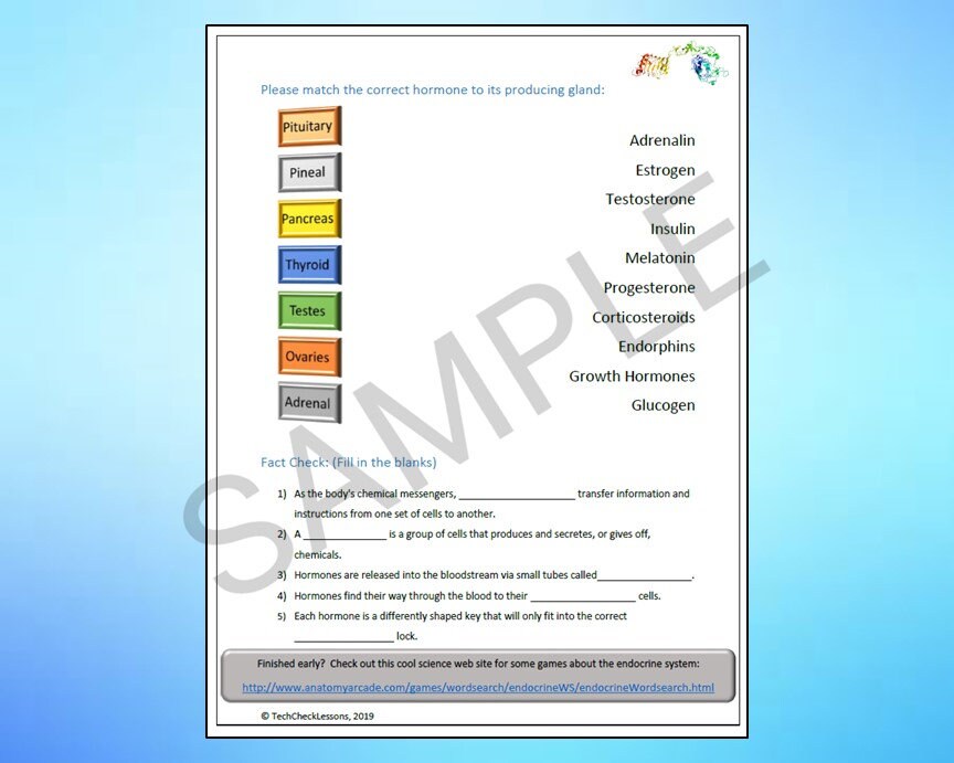 Endocrine System Science Webquest Internet Activity - Editable DIGITAL ...