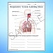 Respiratory System Labeling Worksheet - Science Editable DIGITAL ...