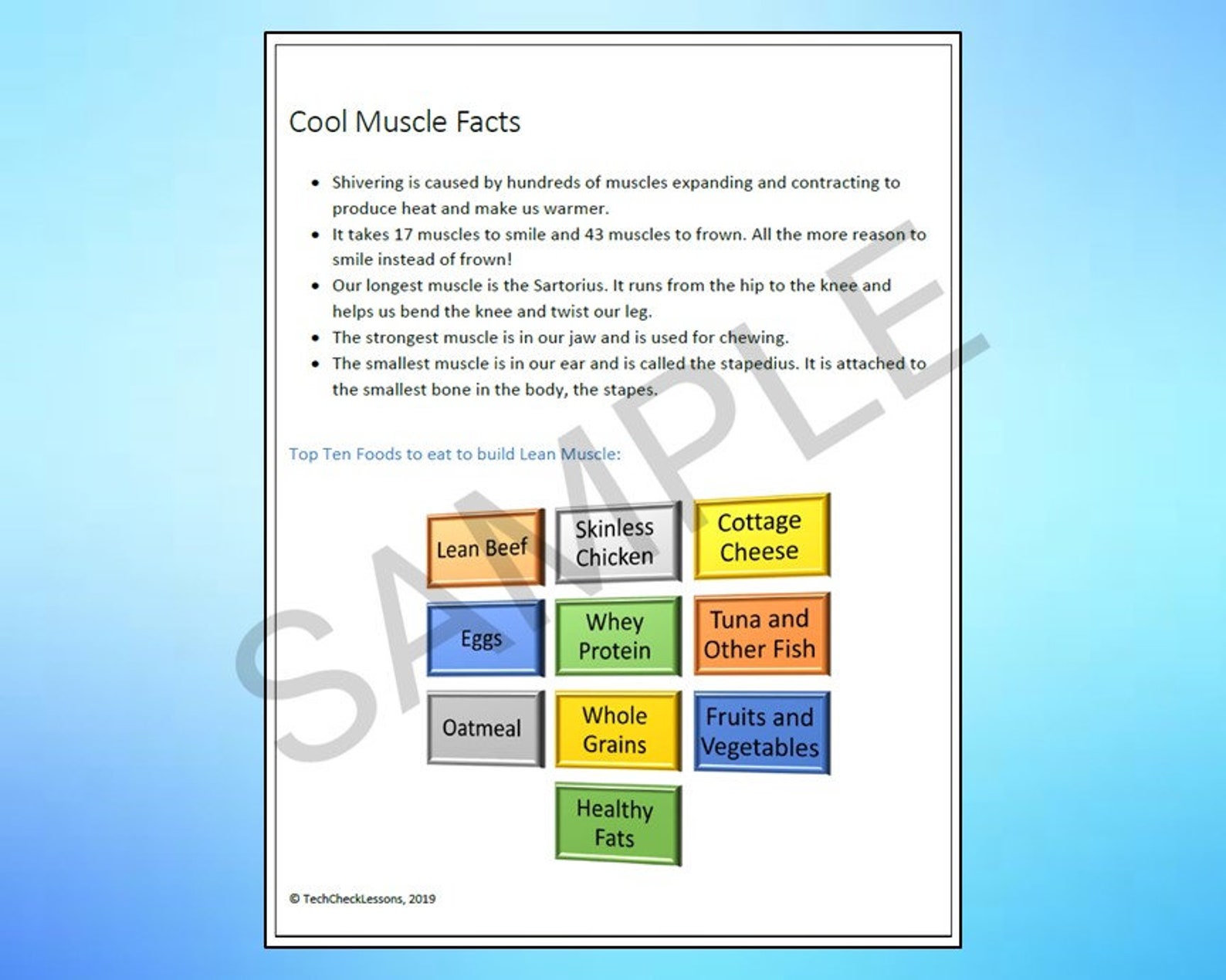 Muscular System Science Webquest Internet Activity Editable DIGITAL ...