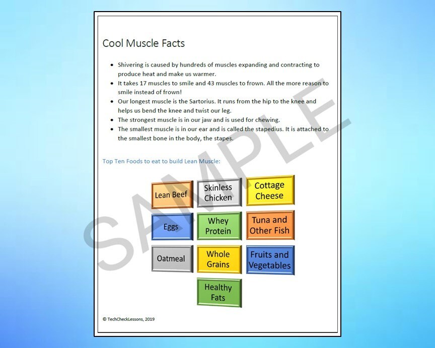 Muscular System Science Webquest Internet Activity - Editable DIGITAL ...