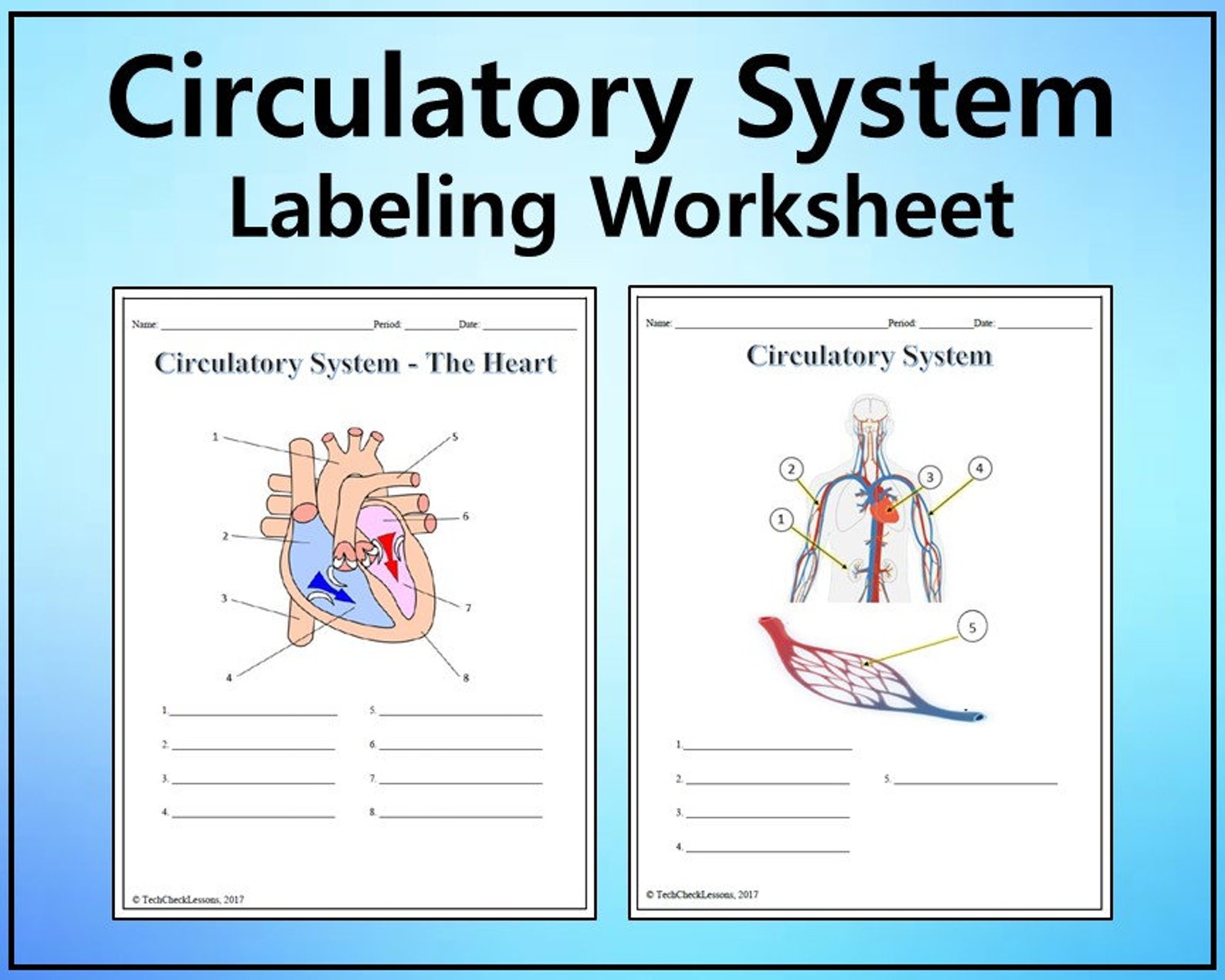 Circulatory System Labeling Worksheet - Science Editable DIGITAL ...