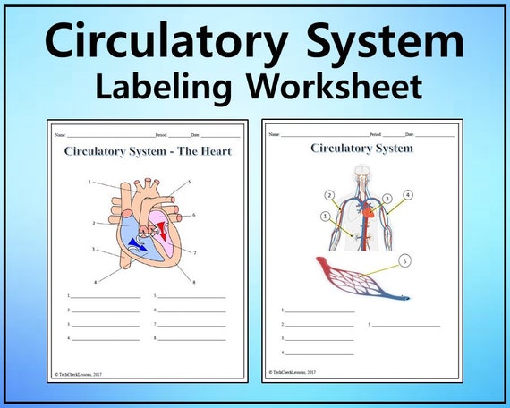 Circulatory System For Kids Worksheet