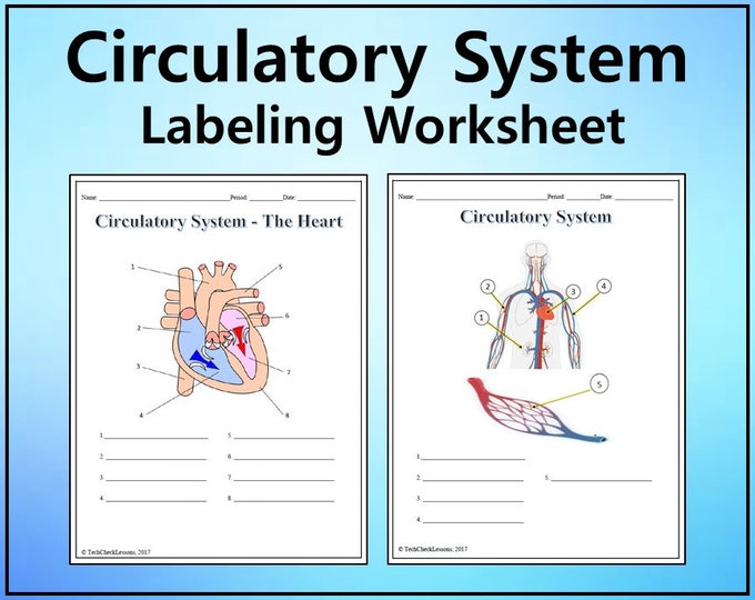 The Circulatory System Printable Foldouts and Worksheet Activity for ...