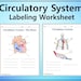 Circulatory System Labeling Worksheet - Science Editable DIGITAL ...