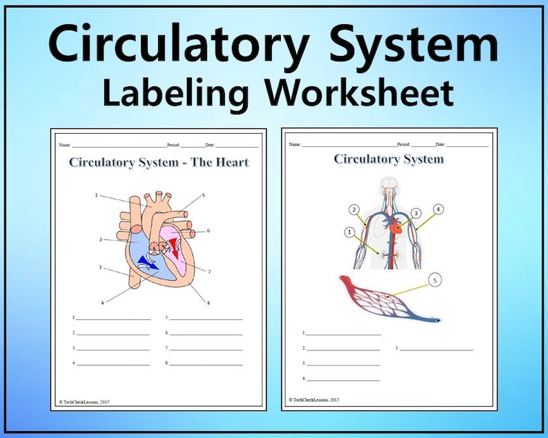 Circulatory System Labeling Worksheet - Science Editable DIGITAL ...
