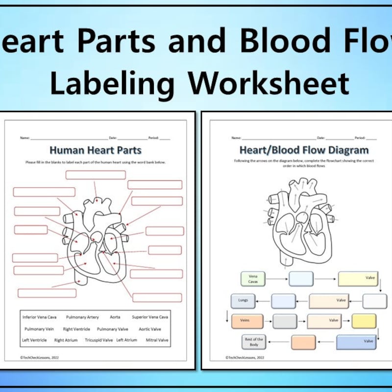 Label Parts of the Heart - Etsy