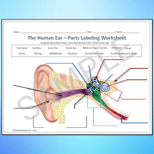 Human Eye & Ear Diagram Labeling Worksheet - Science Editable DIGITAL ...