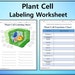 Plant Cell Labeling & Functions Science Worksheet - Editable DIGITAL ...