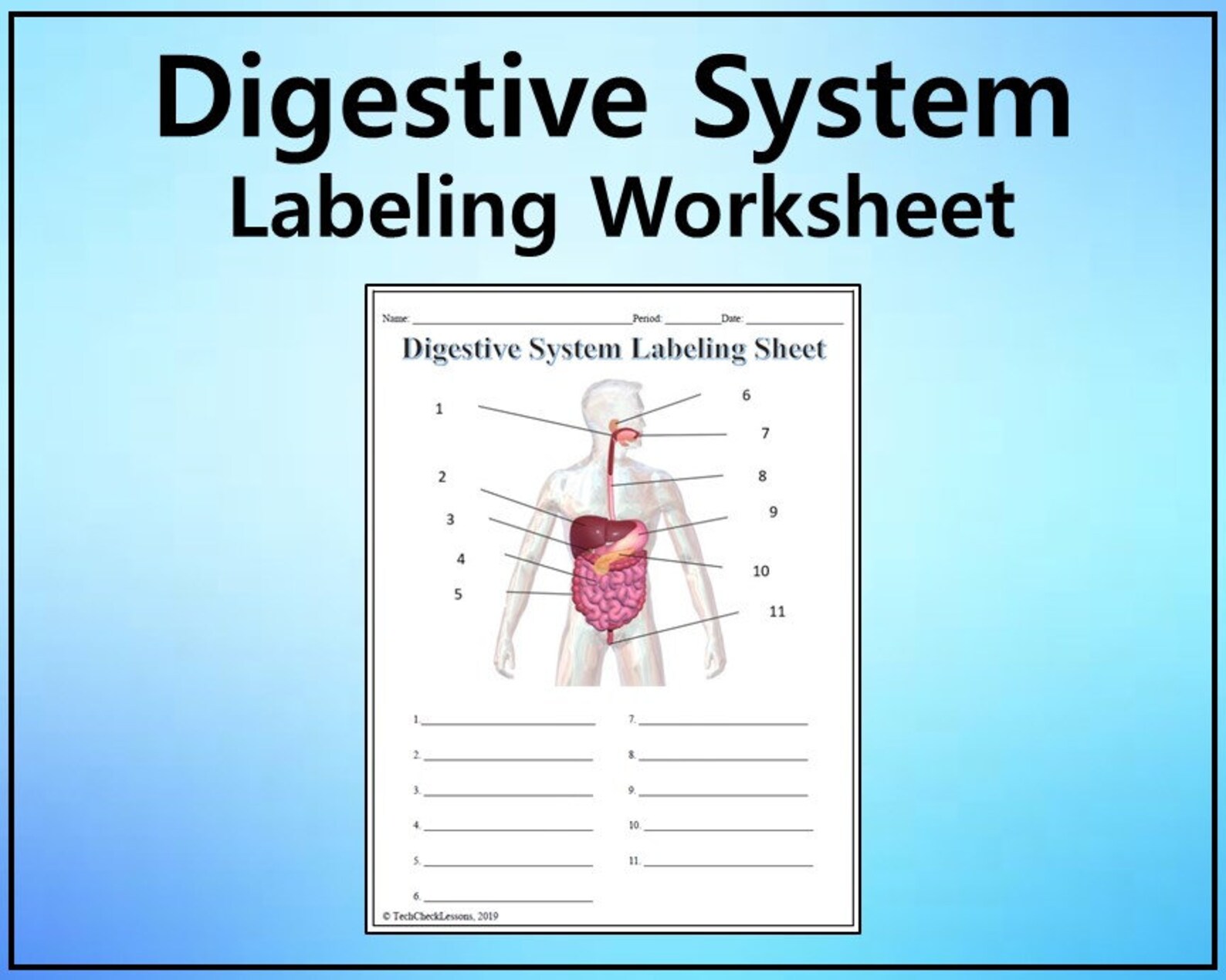Digestive System Labeling Worksheet - Science Editable DIGITAL DOWNLOAD ...