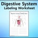 Digestive System Labeling Worksheet - Science Editable DIGITAL DOWNLOAD ...