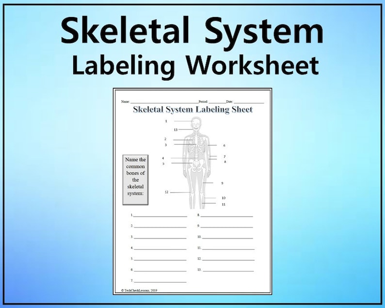 Skeletal System Labeling Worksheet - Science Editable DIGITAL DOWNLOAD ...