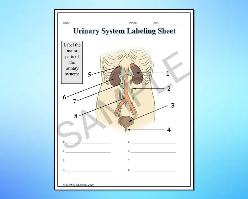 Human Body Systems Labeling Worksheets/activity/printable Bundle ...