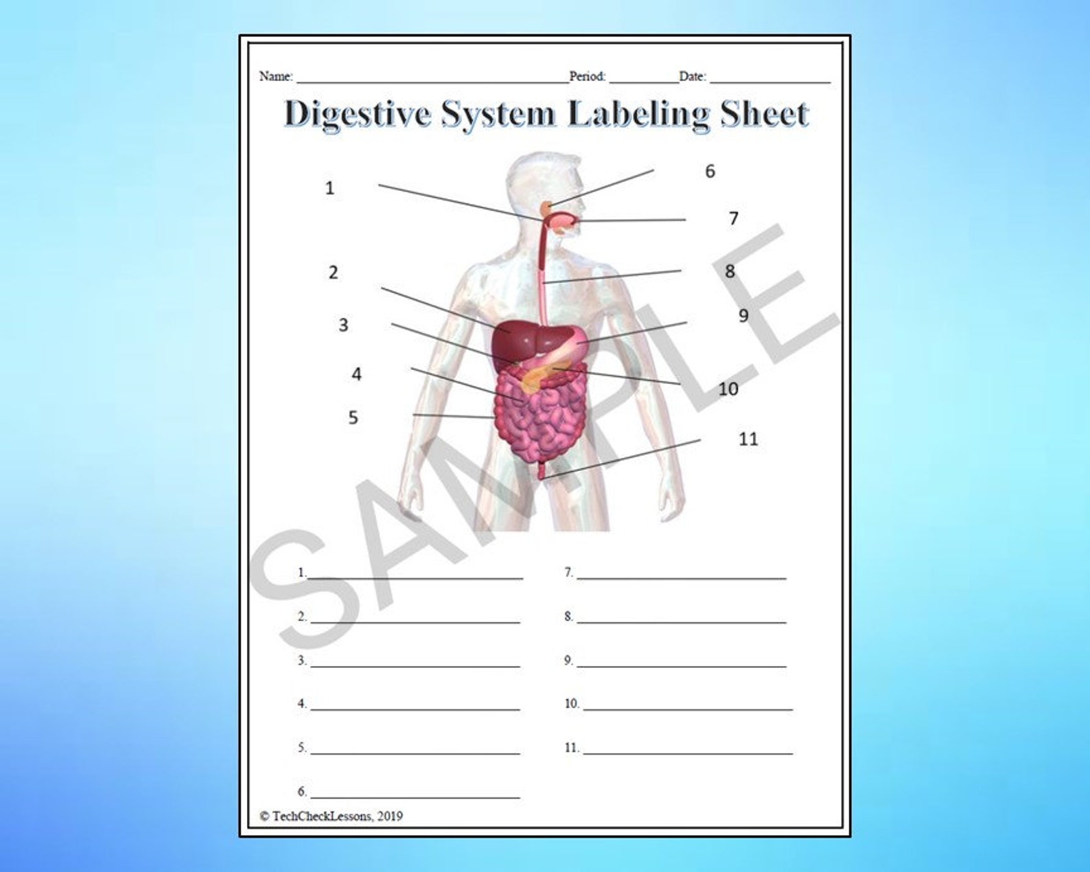 Digestive System Labeling Worksheet - Science Editable DIGITAL DOWNLOAD ...