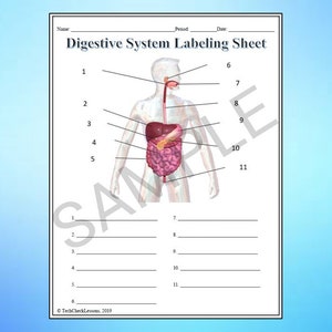 Digestive System Labeling Worksheet - Science Editable DIGITAL DOWNLOAD ...