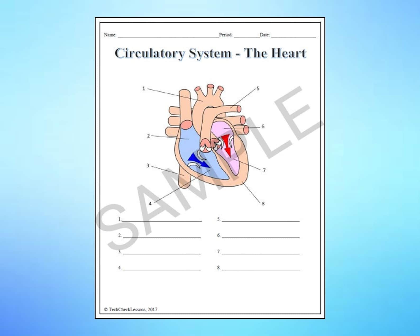 Circulatory System Labeling Worksheet - Science Editable DIGITAL ...
