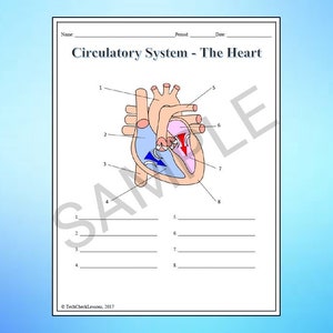 Circulatory System Labeling Worksheet - Science Editable DIGITAL ...