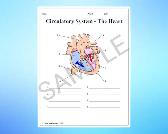 Circulatory System Labeling Worksheet Circulatory System Always
