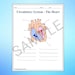 Circulatory System Labeling Worksheet - Science Editable DIGITAL ...