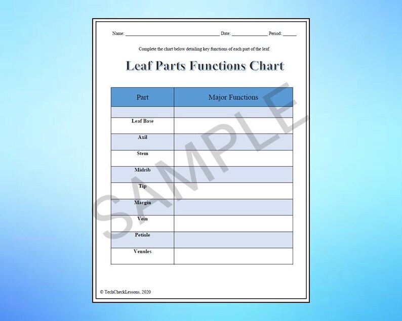 Parts of a Leaf Structure & Functions Labeling Worksheet - Science ...