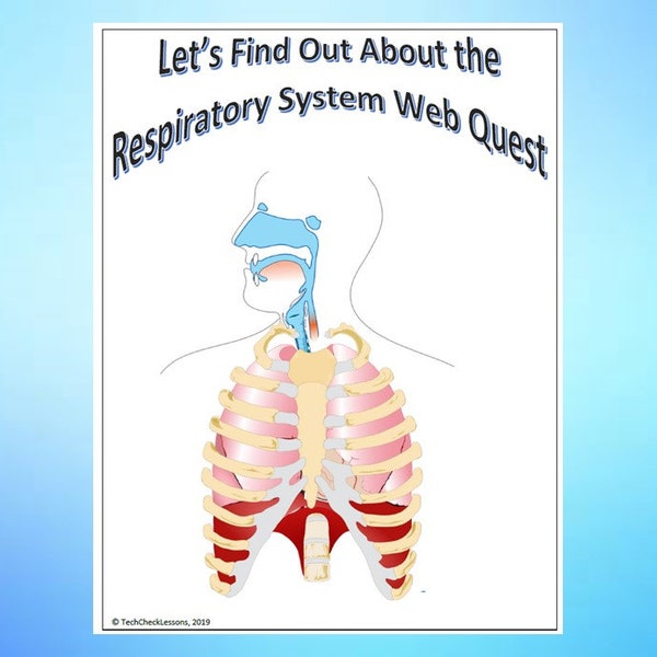 Respiratory System Diagram - Etsy
