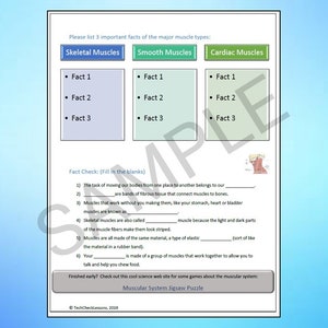 Muscular System Science Webquest Internet Activity - Editable DIGITAL ...